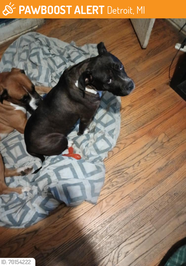 Detroit, MI Stray Female Dog Found Near St. Mary and Verne Detroit,Mi ...