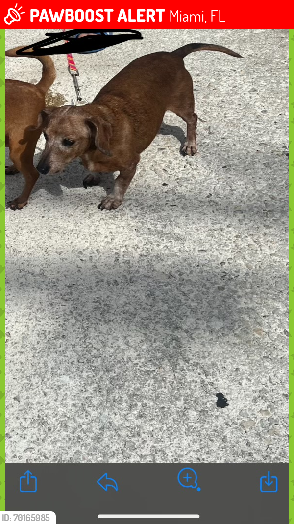 Miami, FL Lost Female Dog, Tuti Is Missing | PawBoost