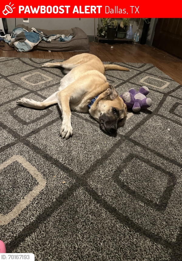 Dallas, TX Lost Female Dog, Mika Bravo Is Missing | PawBoost