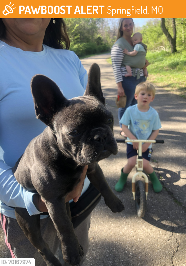 Springfield, MO Stray Female Dog Found Near Near S lone pine ave ...