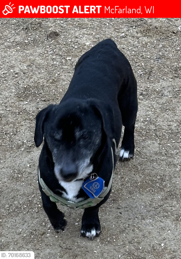 McFarland, WI Lost Male Dog, Walter Is Missing | PawBoost