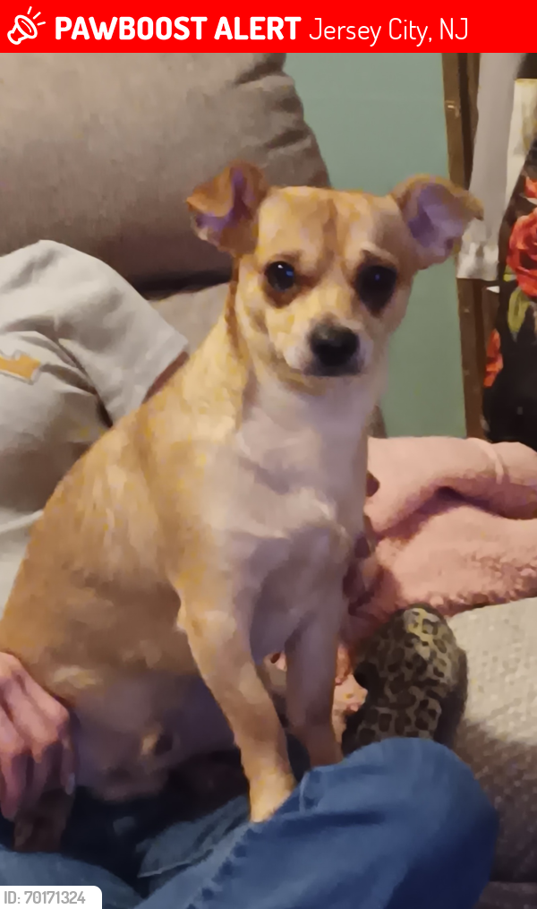 Jersey City, NJ Lost Male Dog, Hercules Is Missing | PawBoost