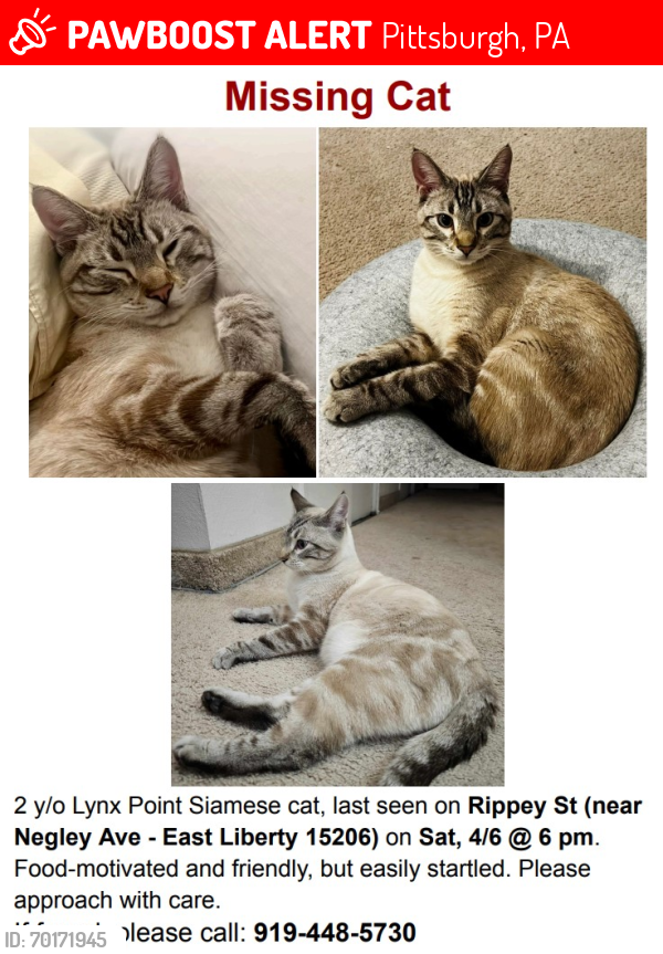 Pittsburgh, PA Lost Male Cat, Mochi Is Missing | PawBoost