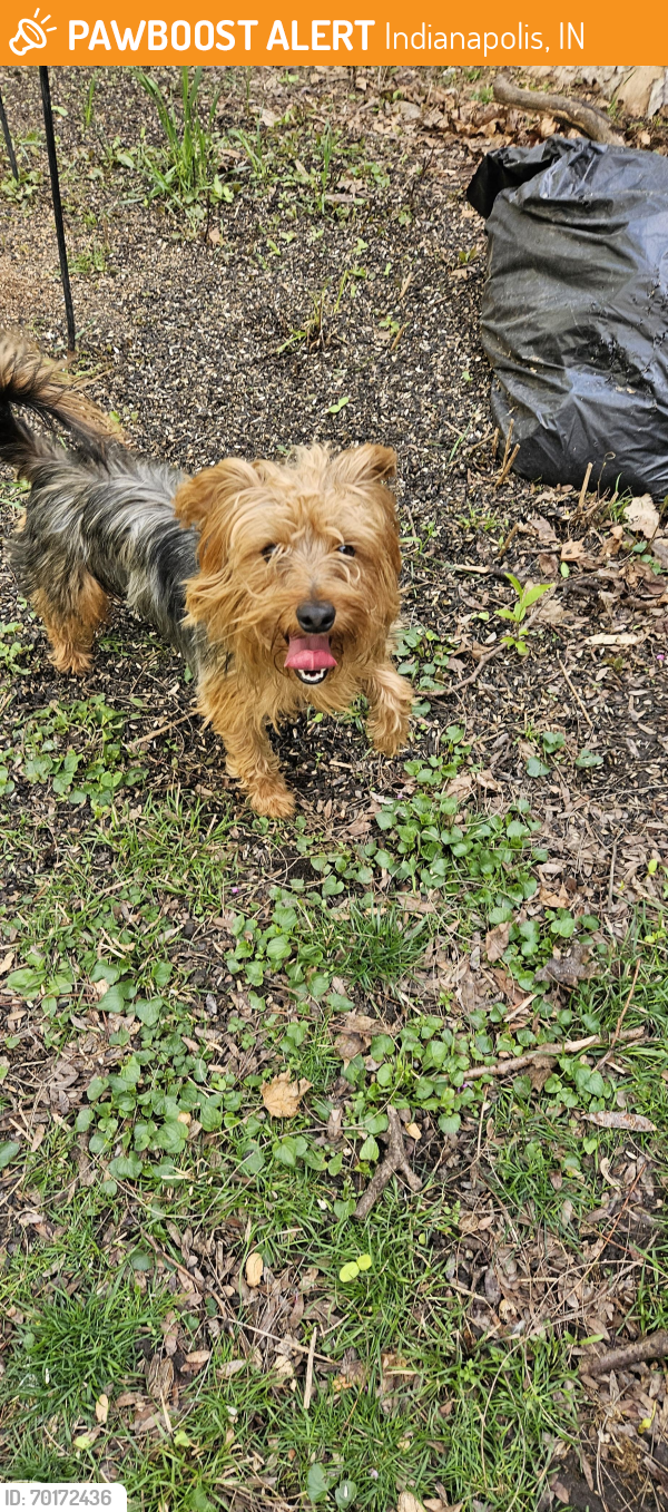 Indianapolis, IN Stray Male Dog Found Near Guilford and 36th | PawBoost