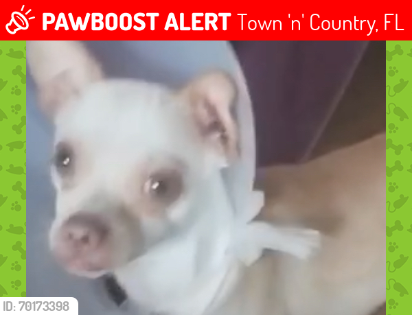 Town 'n' Country, FL Lost Male Dog, Papi Is Missing | PawBoost