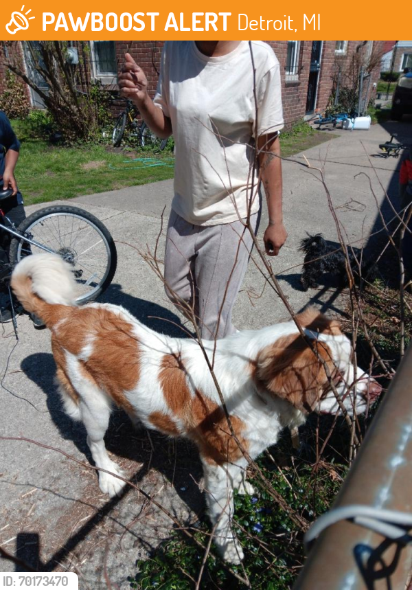 Detroit, MI Stray Male Dog Found Near Thatcher and Lesure | PawBoost