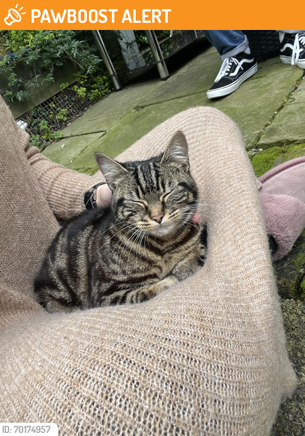 Paddington, England Stray Cat Found Near Paddington | PawBoost