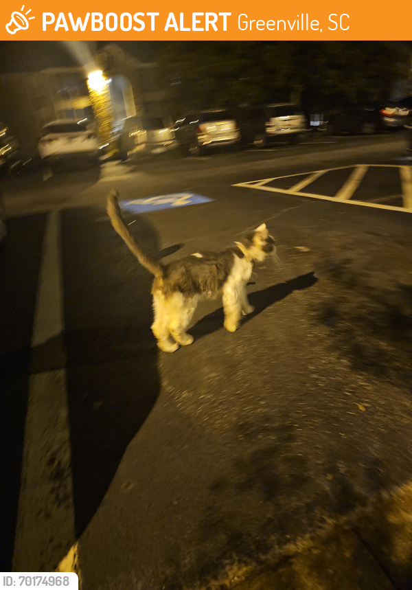 Greenville, SC Stray Male Cat Found Near Paddock club apmts | PawBoost