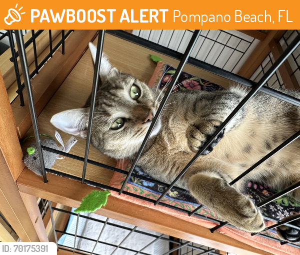 Pompano Beach, FL Stray Female Cat Found Near 22nd Ave Pompano Beach ...