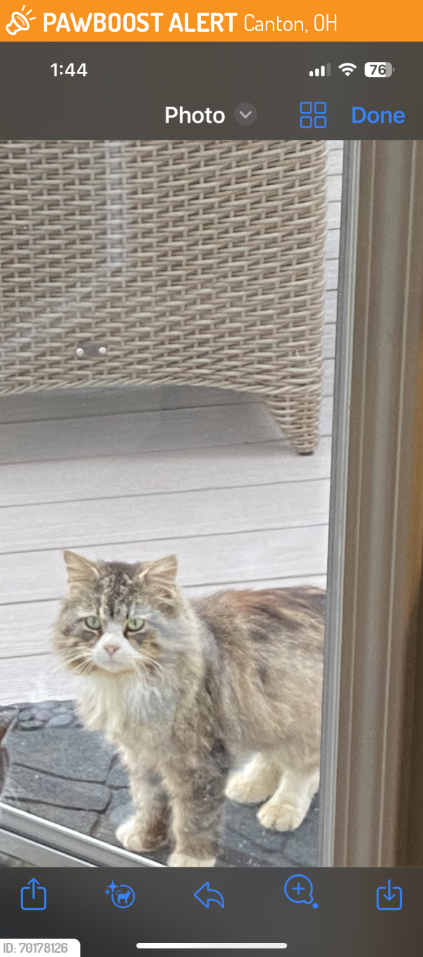 Canton, OH Stray Cat Found Near Militia hill and armistice | PawBoost