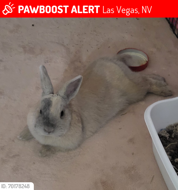 Las Vegas, NV Lost Rabbit, Rosco Is Missing | PawBoost
