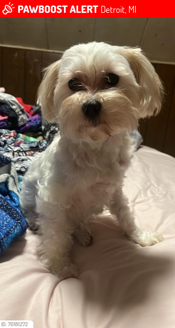 Detroit, MI Lost Female Dog, Perla Is Missing | PawBoost