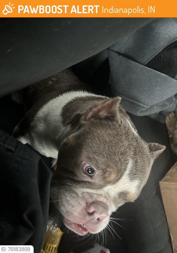 Indianapolis, IN Stray Male Dog Found Near Manning rd | PawBoost