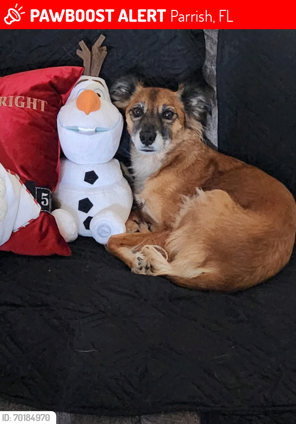 Parrish, FL Lost Female Dog, Piper Is Missing | PawBoost