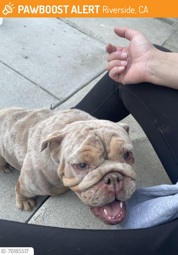 Riverside, CA Stray Female Dog Found Near First st | PawBoost