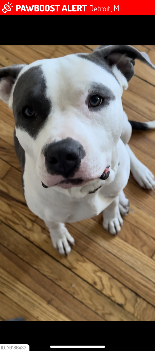 Detroit, MI Lost Male Dog, Milo Is Missing | PawBoost