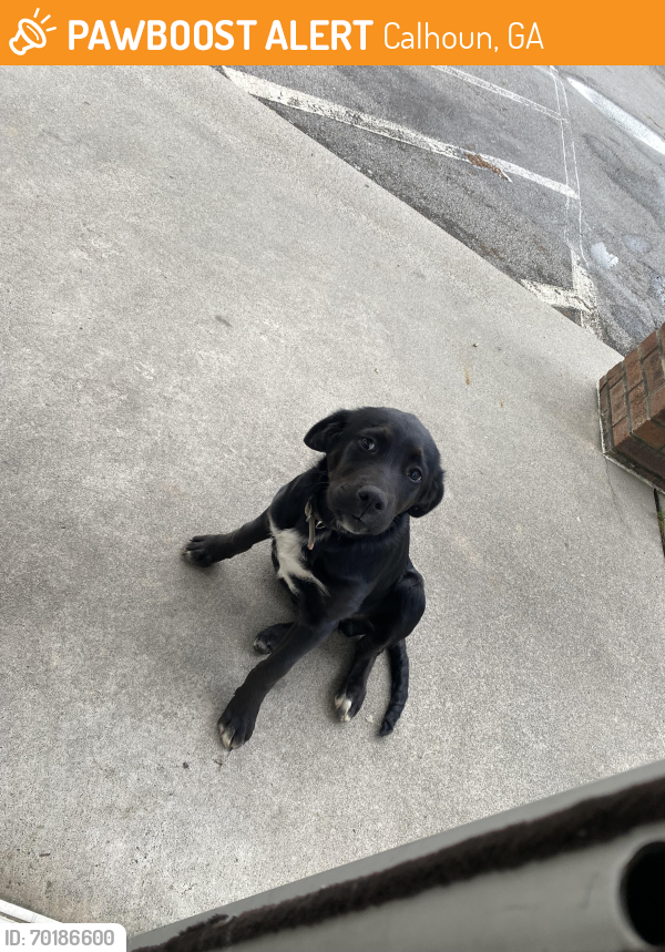 Calhoun, GA Stray Female Dog Found Near Burger king | PawBoost