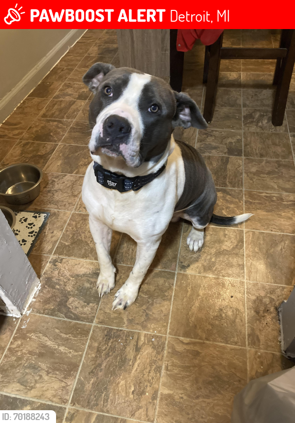 Detroit, MI Lost Male Dog, Zeus Is Missing | PawBoost