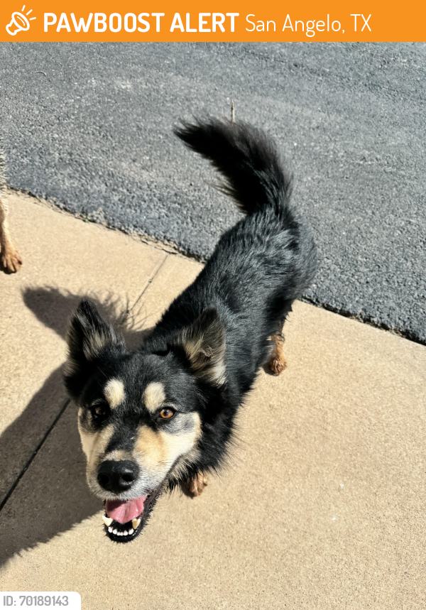 San Angelo, TX Stray Dog Found Near sherwood way by Rosa's | PawBoost