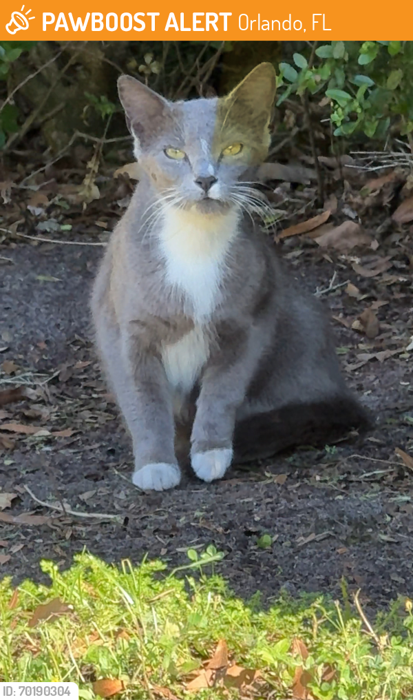 Orlando, FL Stray Cat Found Near Near westgate drive | PawBoost