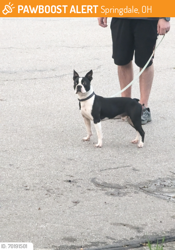 Springdale, OH Stray Male Dog Found Near Hooter's, Springdale, OH ...