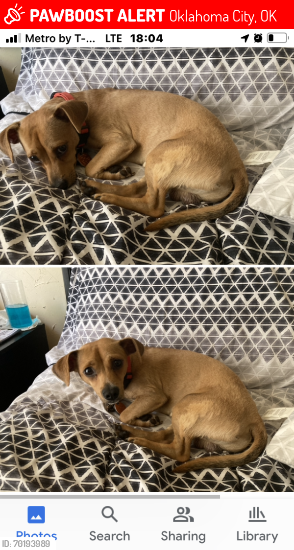Oklahoma City, OK Lost Male Dog, Chicago Is Missing | PawBoost