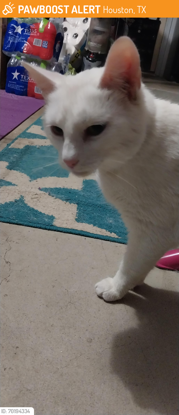 Rehomed Female Cat in Houston, TX 77095 (ID: 70194334) | PawBoost