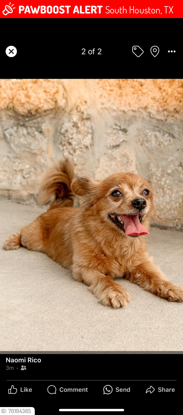 South Houston, TX Lost Female Dog, Daisy Is Missing | PawBoost