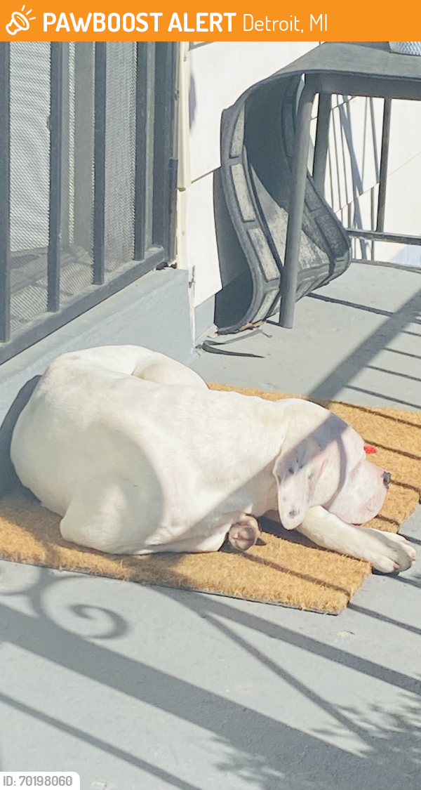 Detroit, MI Stray Dog Found Near Warren and Evergreen | PawBoost