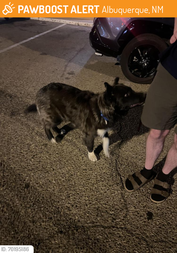 Albuquerque, NM Stray Dog Found Near Montgomery and Carlisle near ...