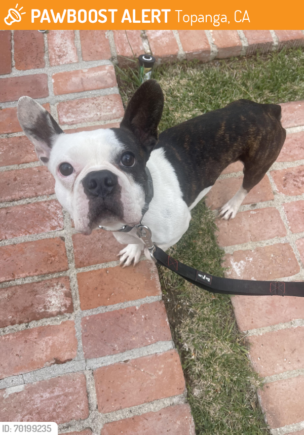 Topanga, CA Stray Male Dog Found Near Topanga | PawBoost