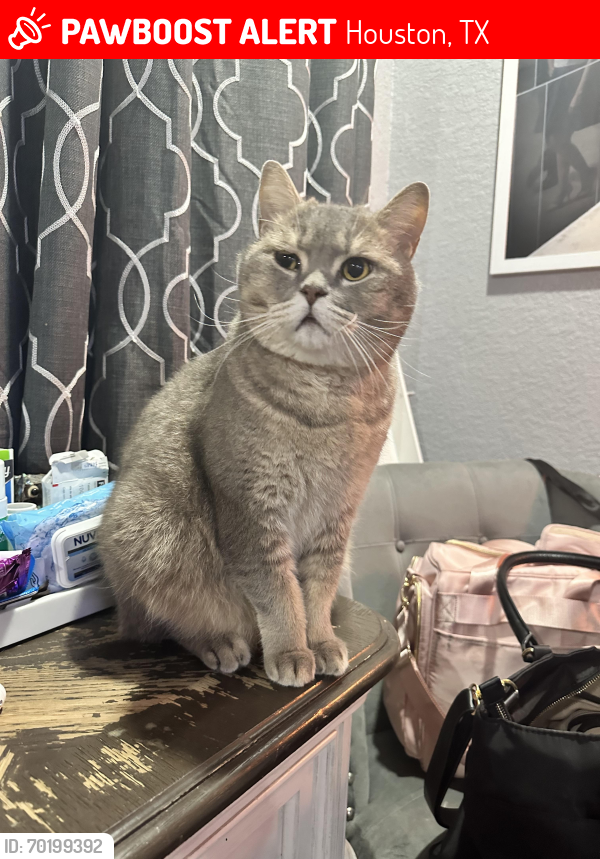 Houston, TX Lost Male Cat, Loki Is Missing | PawBoost