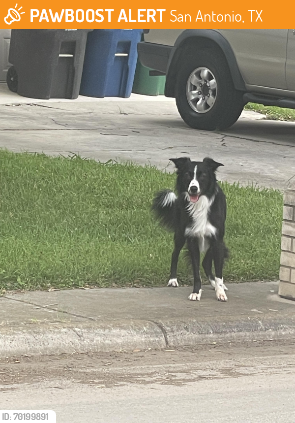 San Antonio, TX Stray Dog Found Near Holm Oaks and Sunset Haven St ...