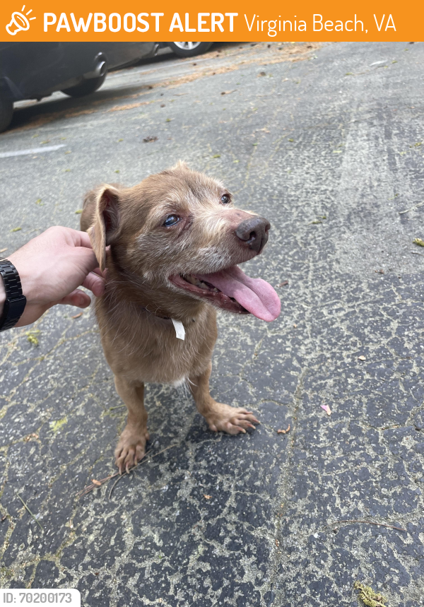 Virginia Beach, VA Stray Male Dog Found Near Lynnhaven parkway ...