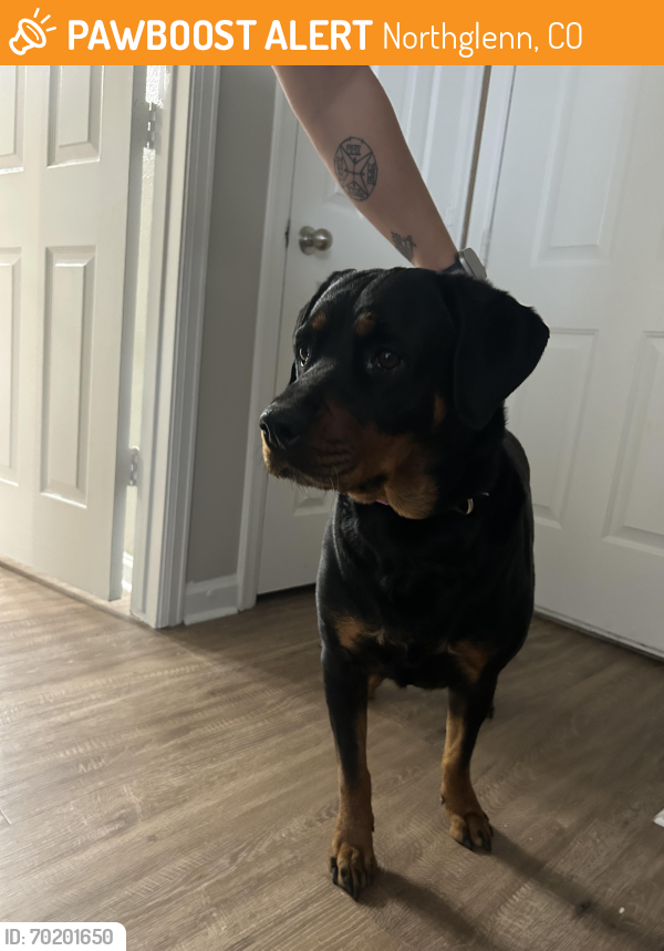 Northglenn, CO Stray Female Dog Found Near Near Claude Ct, Northglenn ...