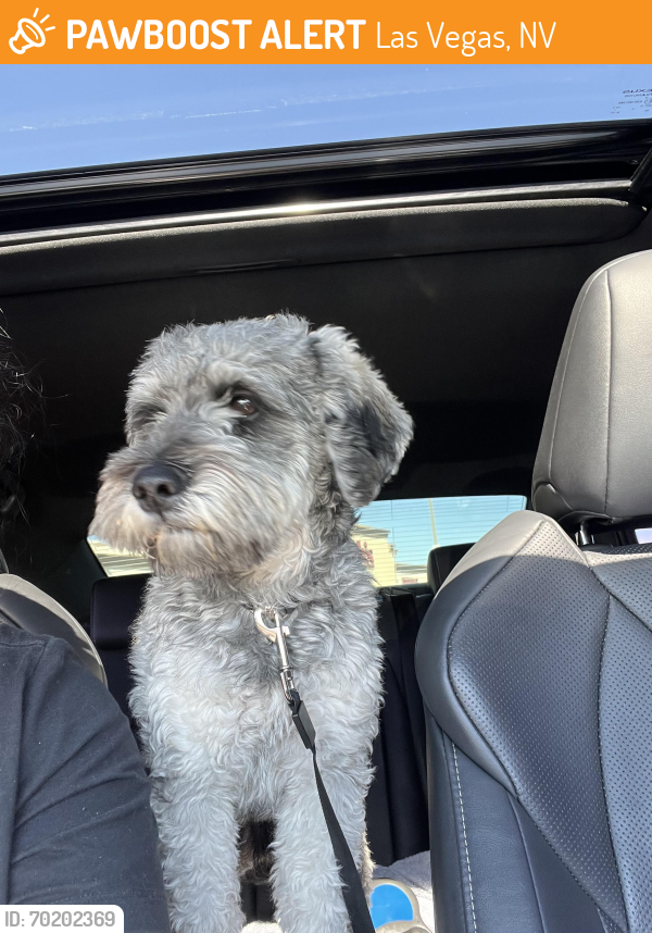 Las Vegas, NV Stray Male Dog Found Near Cheyenne & Nellis | PawBoost