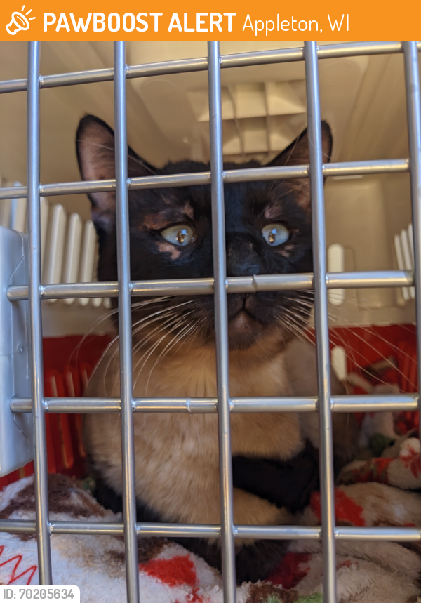 Appleton, WI Stray Cat Found Near Seymour Street | PawBoost