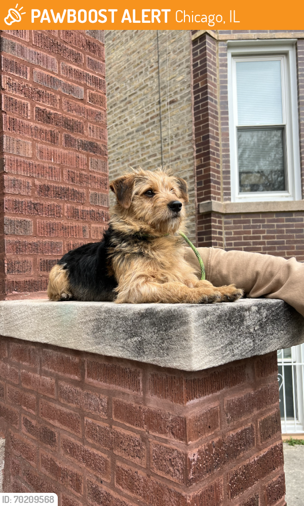 Chicago, IL Stray Male Dog Found Near avondale bowl | PawBoost