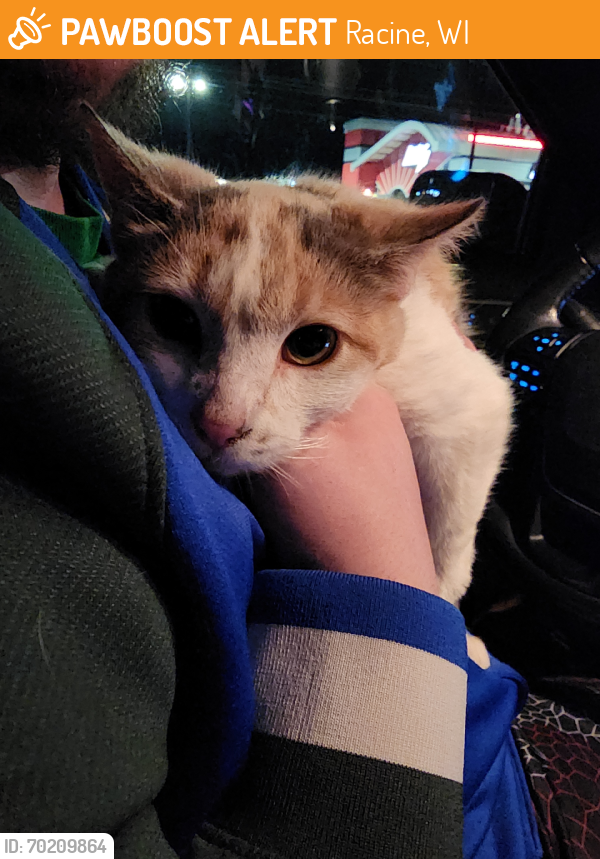 Racine, WI Stray Female Cat Found Near 16th street racine wisconsin ...