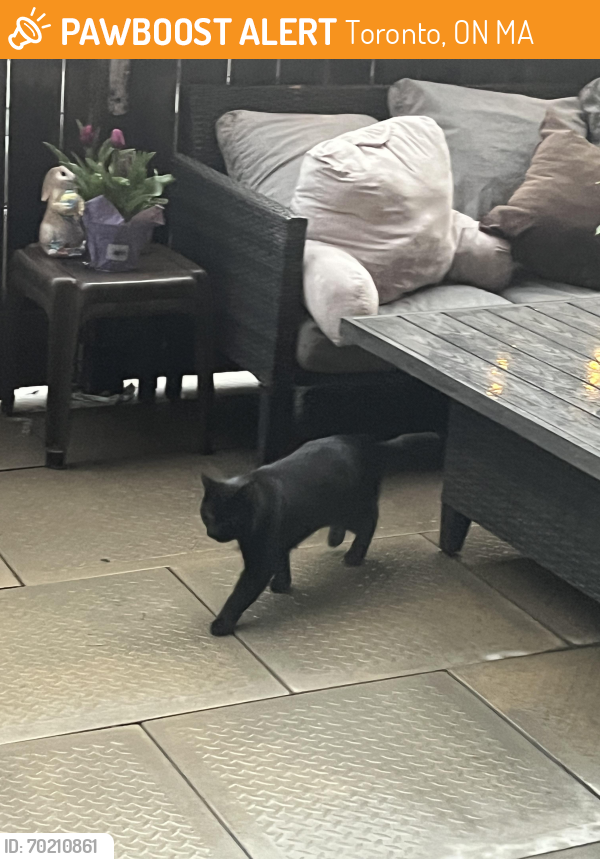 Toronto, ON Stray Male Cat Found Near SHERBOURNE & Esplanade | PawBoost