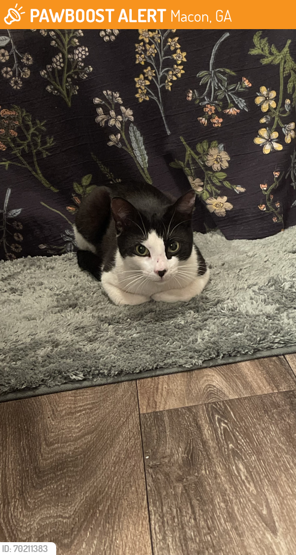 Macon, GA Stray Male Cat Found Near By Rutland Place apmts and the ...