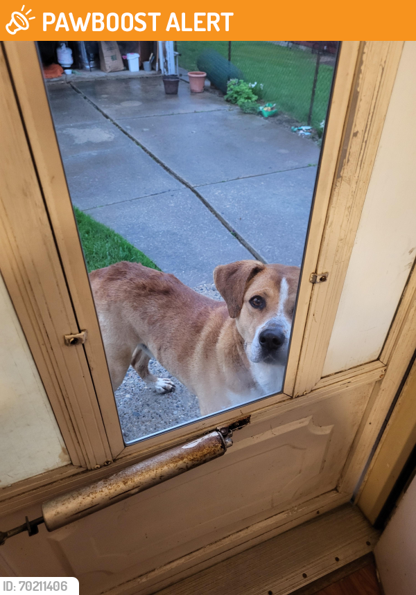 Dearborn Heights, MI Stray Male Dog Found Near Pelham and Lehigh | PawBoost