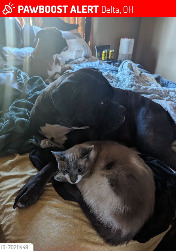 Delta, OH Lost Female Cat, Gigi Is Missing | PawBoost