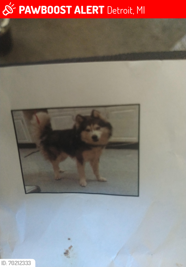 Detroit, MI Lost Male Dog, Kilo Is Missing | PawBoost