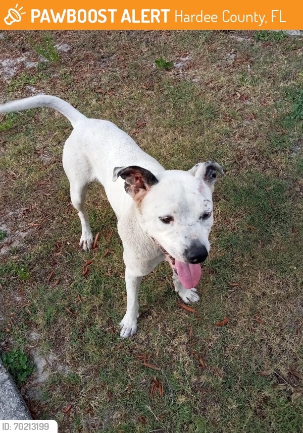 Hardee County, FL Stray Male Dog Found Near Maude & about 2 miles from ...