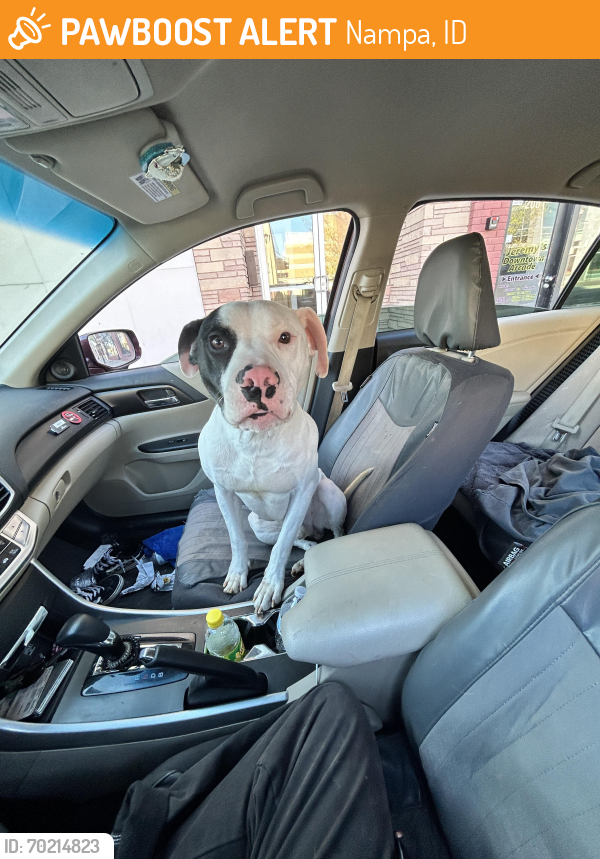 Nampa, ID Stray Male Dog Found Near 2nd and 12 ave | PawBoost