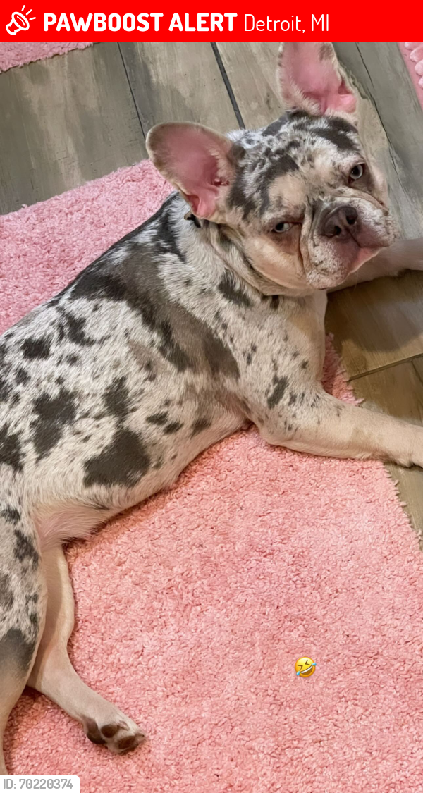 Detroit, MI Lost Female Dog, Iyla Is Missing | PawBoost