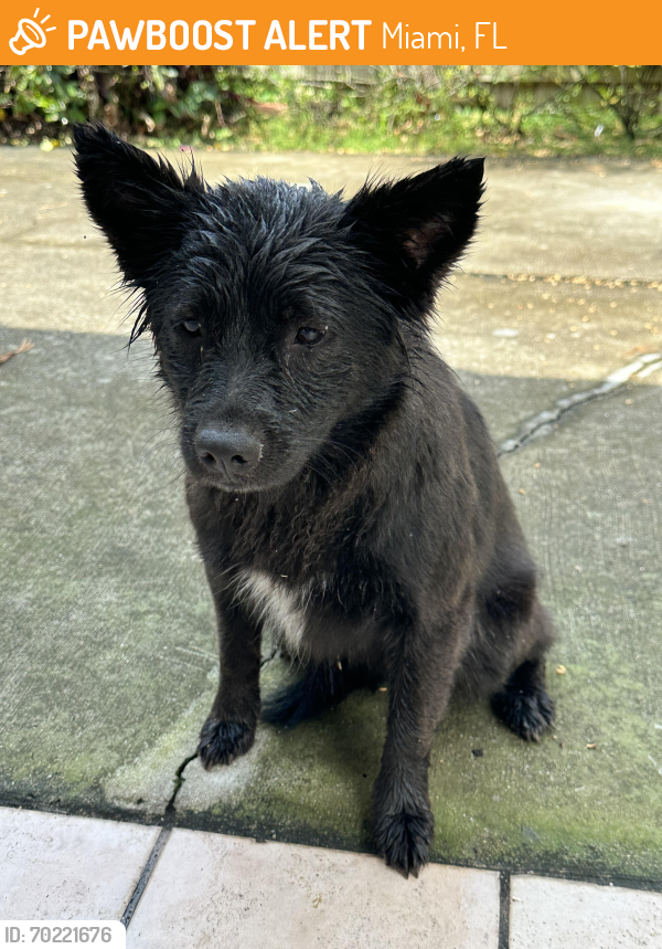 Miami, FL Stray Female Dog Found Near Near street 144 near Our Lady ...