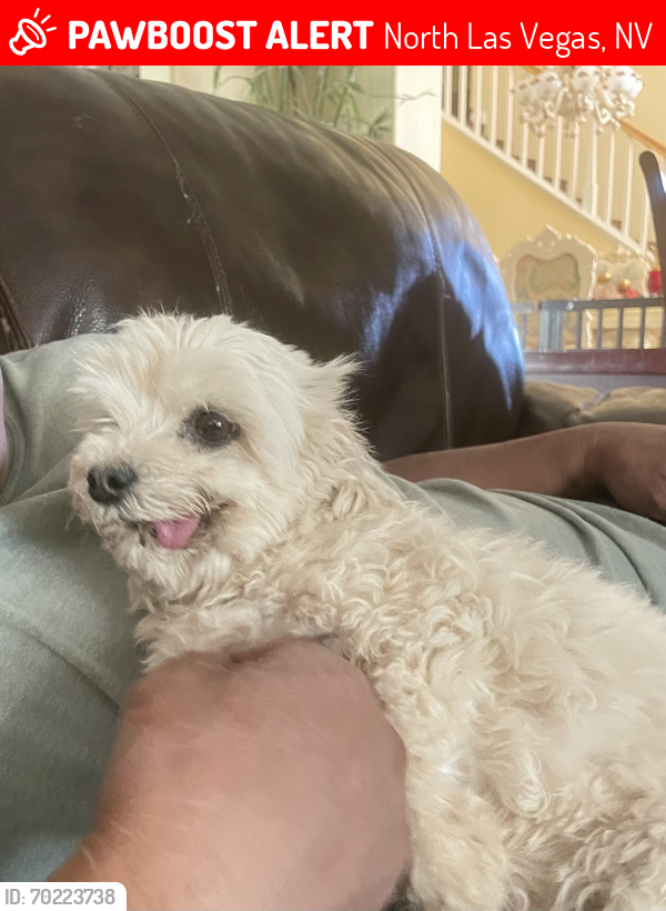 North Las Vegas, NV Lost Female Dog, Melina Is Missing | PawBoost