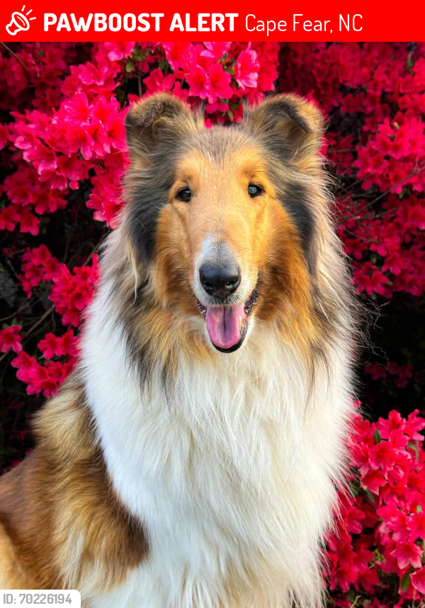 Cape Fear, NC Lost Female Dog, Gabi Is Missing | PawBoost